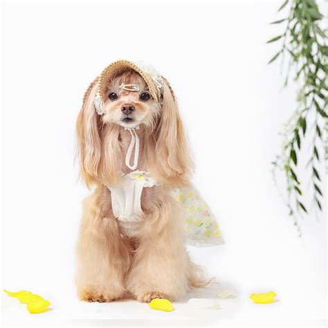 플라워가든 튤립 옐로우 Ccpm