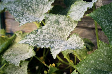 Mildew On Cucumber Leaves What To Do Plantura