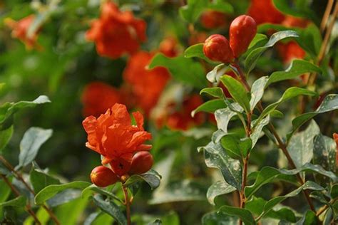 月季石榴冬天怎么养护 花百科
