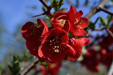 Айва (109 фото) » НА ДАЧЕ ФОТО