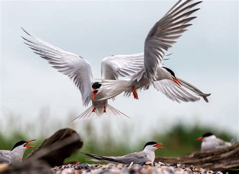 Manmade Common Tern Breeding Platform On Behance