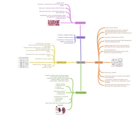 Plasmodium Coggle Diagram