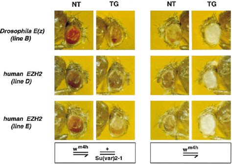 Ezh2 And E Z Enhance Pev In Drosophila Flies Transgenic For Human Download Scientific