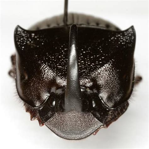 Phanaeus Triangularis Say Phanaeus Triangularis Bugguidenet