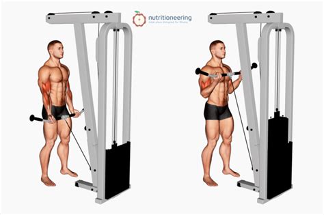 14 Preacher Curl Alternative Exercises Pictures Videos