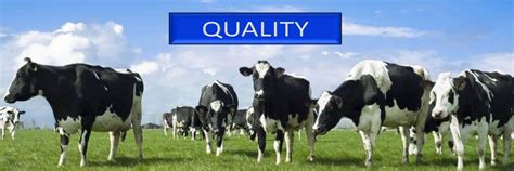 Quality Slide With Buttonv10 Cluny Livestock Exports Pty Ltd