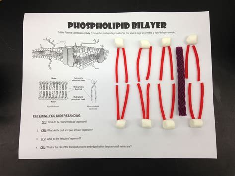 Phospholipid Bilayer Model