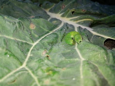 The Naturally Vegan Plot Home Facebook