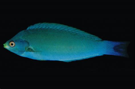 Pseudocoris Aurantiofasciata Pseudocoris Aurantiofasciata