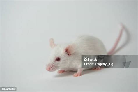 Mouse Putih Di Latar Belakang Putih Foto Stok Unduh Gambar Sekarang Abu Abu Alam Albinisme
