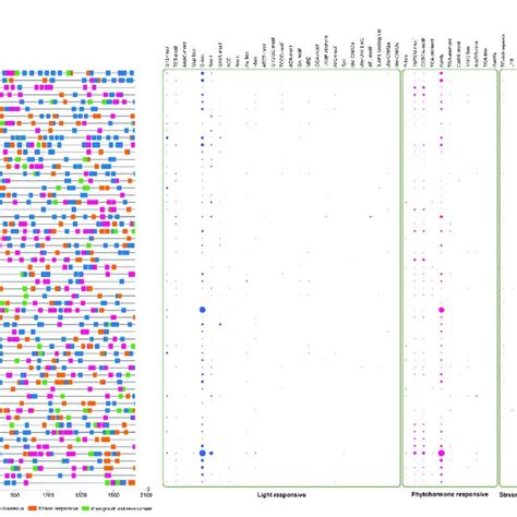 Cis Element Analysis In Rscct Genes Different Color Squares