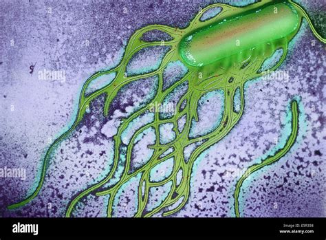 Salmonella Transmission