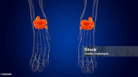손목 뼈 개 골격 해부학 용 의료 개념 3d 3차원 형태에 대한 스톡 사진 및 기타 이미지 3차원 형태 가락뼈 강아지 뼈다귀 Istock