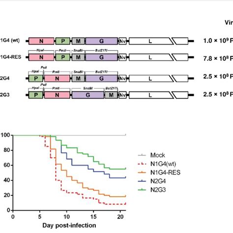 Vhsv Genome Rearrangement A Schematic Representation Of The
