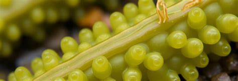 Sexual Reproduction In Fucus