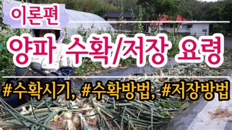저장성 높이는 방법 이론편 양파 수확적기수확방법저장방법 알려드립니다양파수확시기양파수확적기양파수확방법