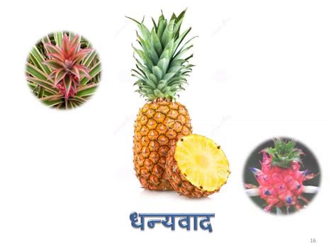 Pineapple Varieties Propagation And Plantation Pptx