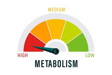 Premium Vector Metabolism Meter Indicating Levels From Low To High