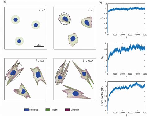 Temporal Evolution Of Cells On Unpatterned Substrates A Three