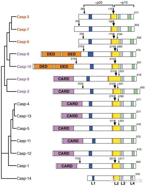 细胞凋亡系列篇【3】caspase家族基因 知乎