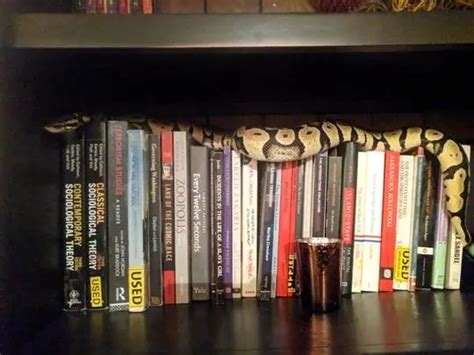 Book Worm 🐍 Scrolller