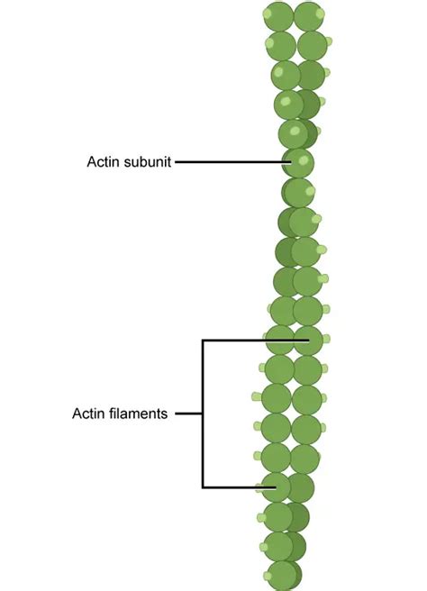 Microfilaments Definition Structure Function Biology Notes Online