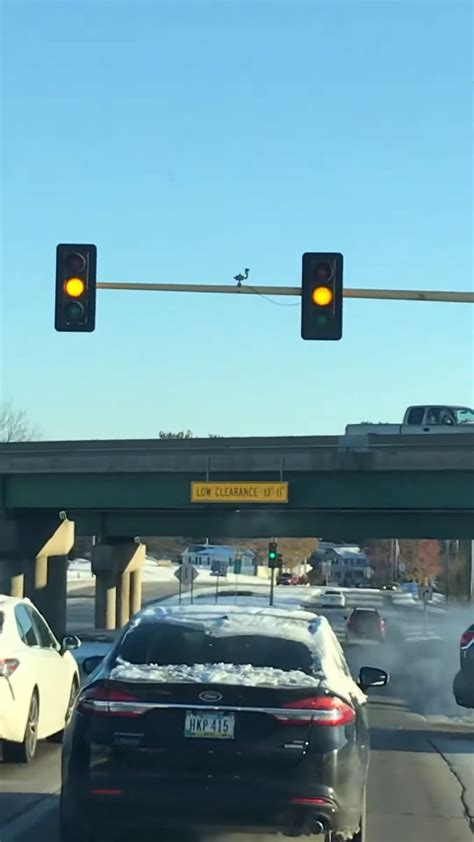 Traffic Light Detection Object Detection Model By Capy