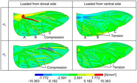 Contour Plot Of The Normal Stresses In The X And Y Directions S X And Download Scientific