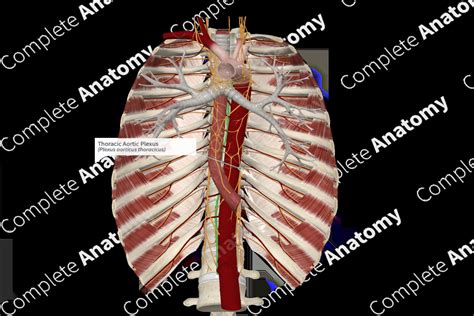 Thoracic Aortic Plexus Complete Anatomy