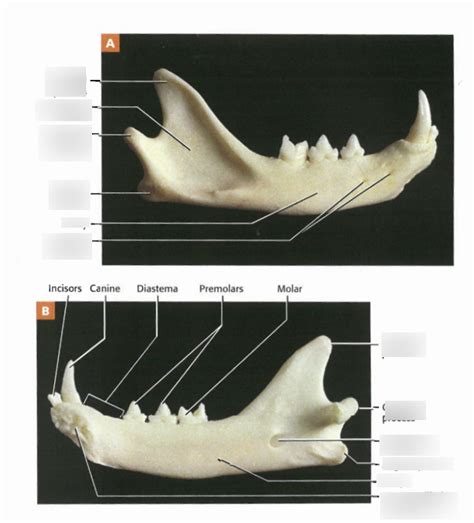 Cat Lower Jaw Diagram Diagram Quizlet