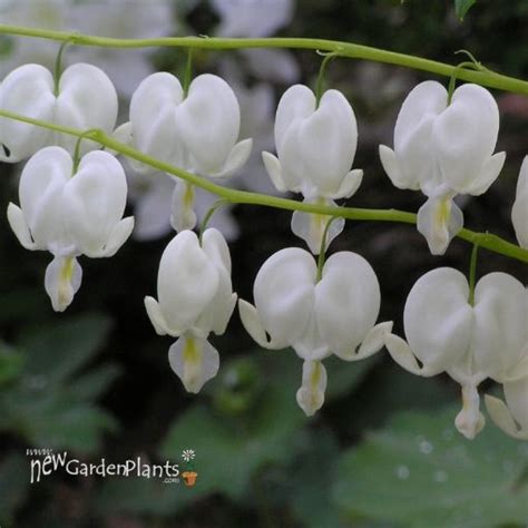 Bleeding Heart Flower Tattoos Heart Tattoo With Dagger Thorn Flowers