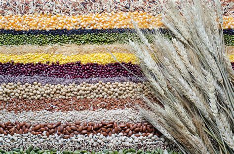 천연 시리얼과 곡물 종자 스트라이프 배경의 다양한 종류에 건조 유기농 밀 귀의 번들 농산물 또는 식품 원료 산업의 개념 갈색에 대한 스톡 사진 및 기타 이미지 Istock