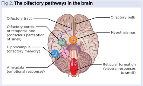 Olfactory Cortex