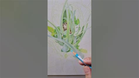 아가베 에테누아타 Part 2 아가베에테누아타 보태니컬아트 색연필 뜨레보태니컬아트 아가베에테누아타보태니컬 Youtube