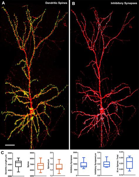 Dendritic Spine Synapse