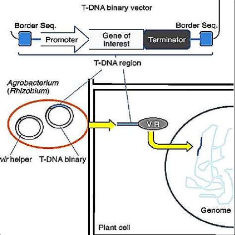Binary Vector Strategy Methods Of Transferring Gene Using Agrobacterium