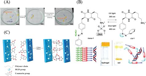 Photoinduced Healing Of Hydrogels A Mixtures Of Azo‐functionalized