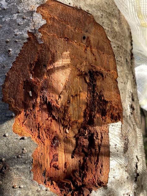 Drivers Behind Female Biased Sex Ratios In The Alder Bark Beetle System Forest Insect