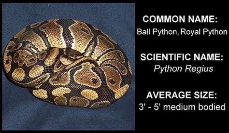 Ball Python Python Regius Caresheet