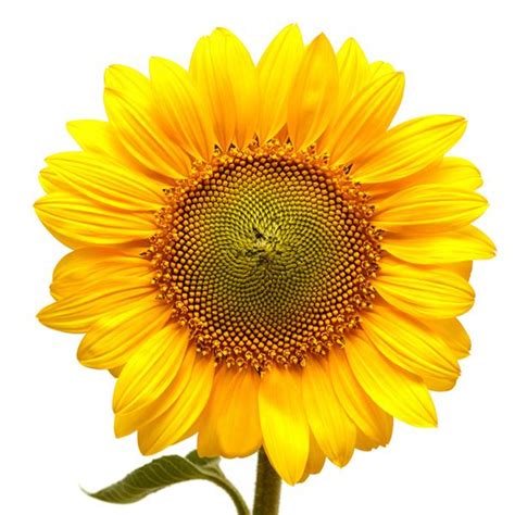 گل آفتابگردان جدا شده در پس زمینه سفید دانه ها و روغن تخت خوابیده نمای بالا 1635156