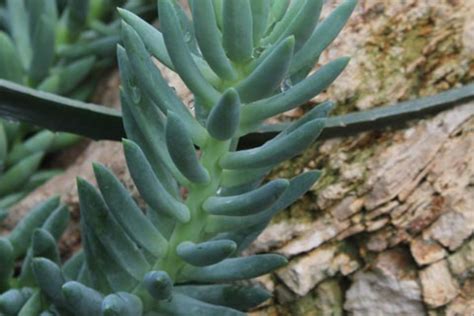 Sedum Morganianum
