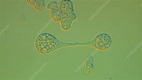 Binary Fission In Entamoeba Stock Video Clip K Science Photo Library
