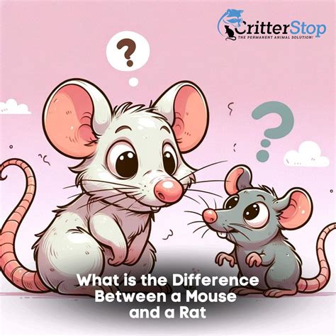 What Is The Difference Between A Mouse And A Rat Critter Stop
