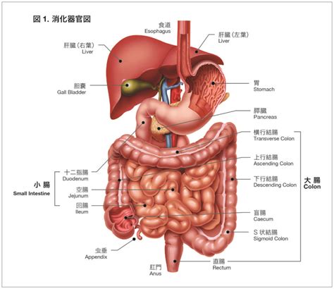 消化器系構造 消化器系の役割 Sludkl