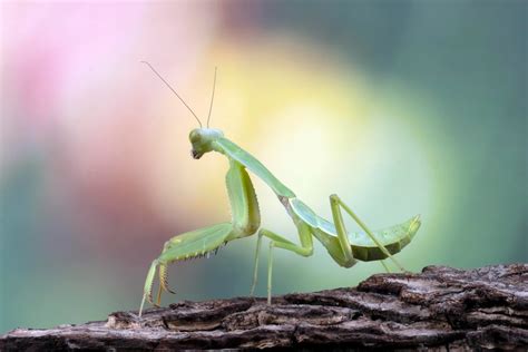 Brown And Green Praying Mantis Spiritual Meaning And Symbolism