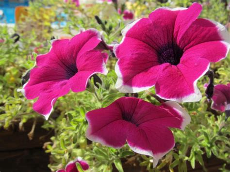 Free Purple Petunia Flowers Nohatcc