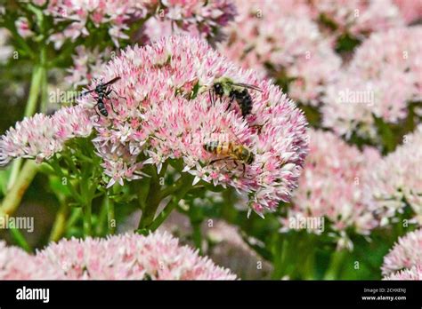 Honey Bee Apis Mellifera Pollinating A Pink Flower Apis Honeybee