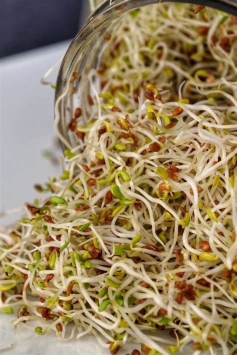 How To Sprout Seeds 3 Easy Steps She Loves Biscotti