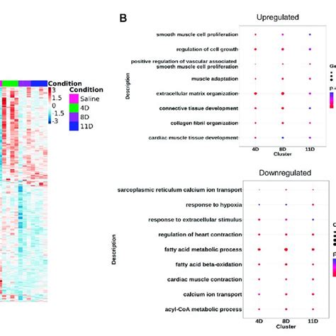 Transcriptomic Analysis Of The Isoproterenol Treated Hearts Rna Download Scientific Diagram