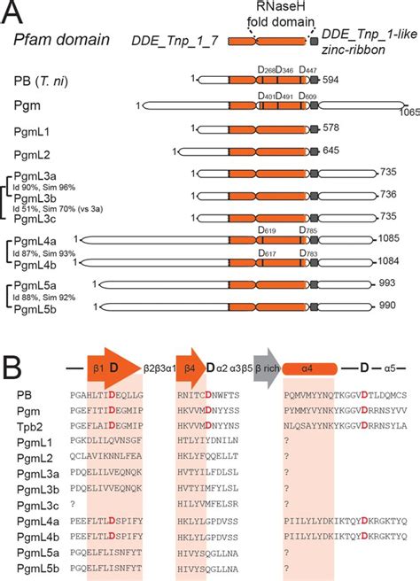 Six Domesticated Piggybac Transposases Together Carry Out Programmed